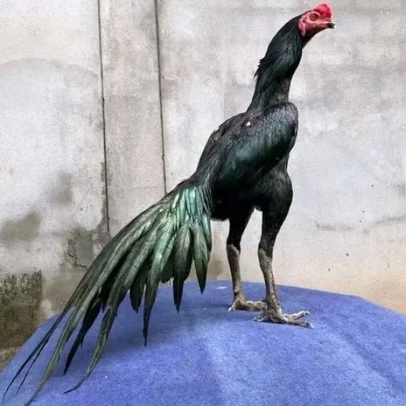 Jual telur pakhoy full brakot bisa untuk di tetaskan | Shopee Indonesia