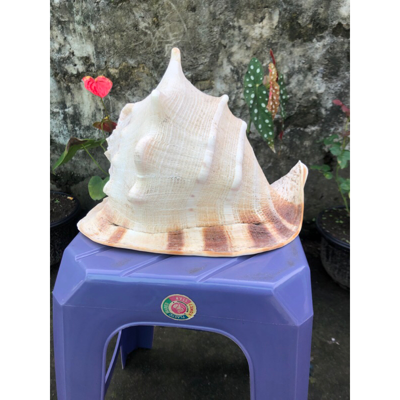 Jual cangkang kerang keong raksasa jumbo monster kepala kambing ...
