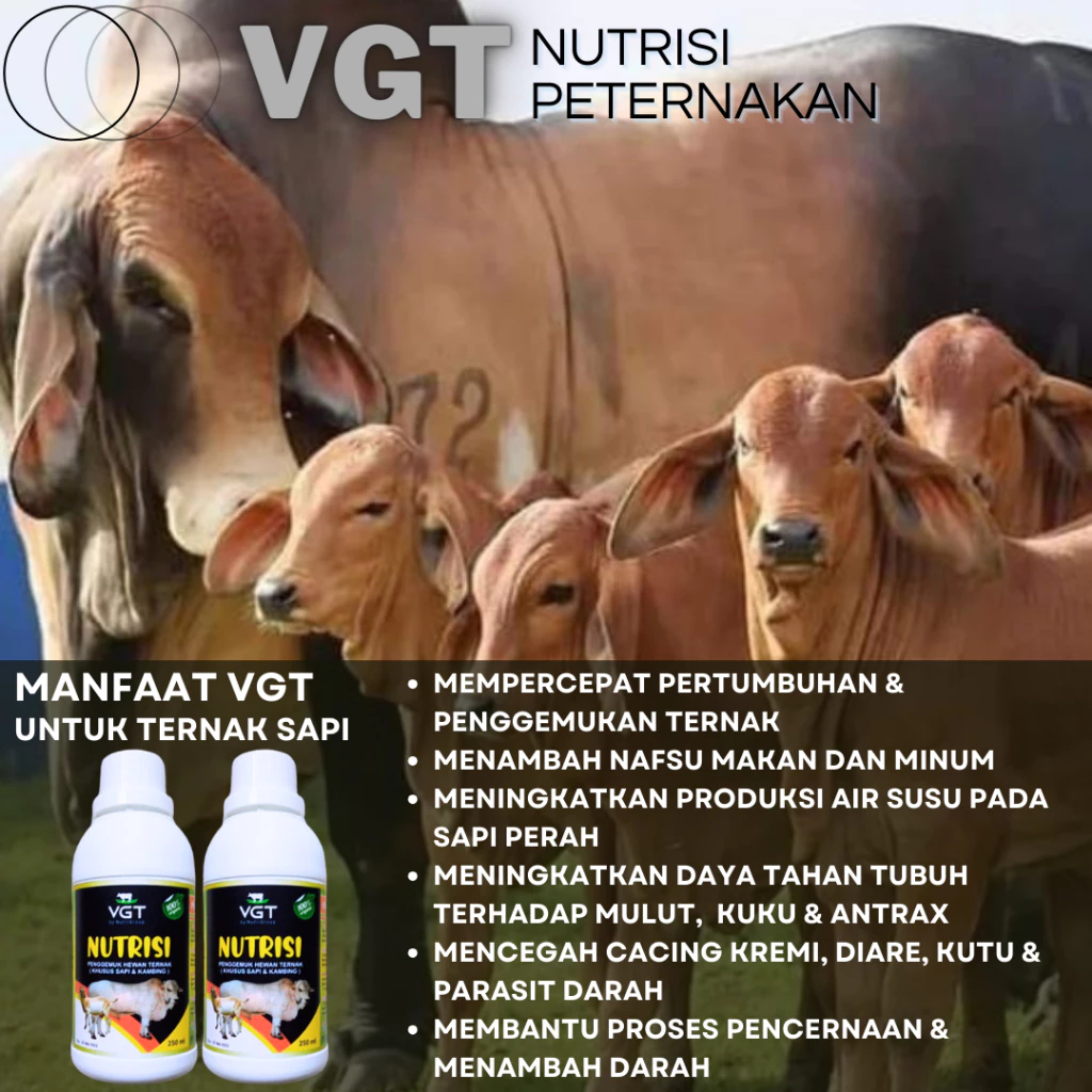 Jual Vitamin Nutrisi Sapi 250 ml - VGT Sapi dan Kambing - Domba - VGT ...