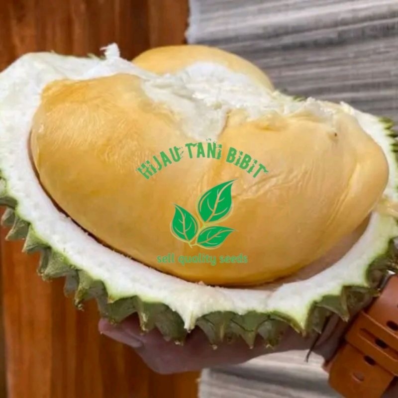 Jual Bibit Durian Super Tembaga Asli Okulasi Cepat Berbuah | Shopee Indonesia