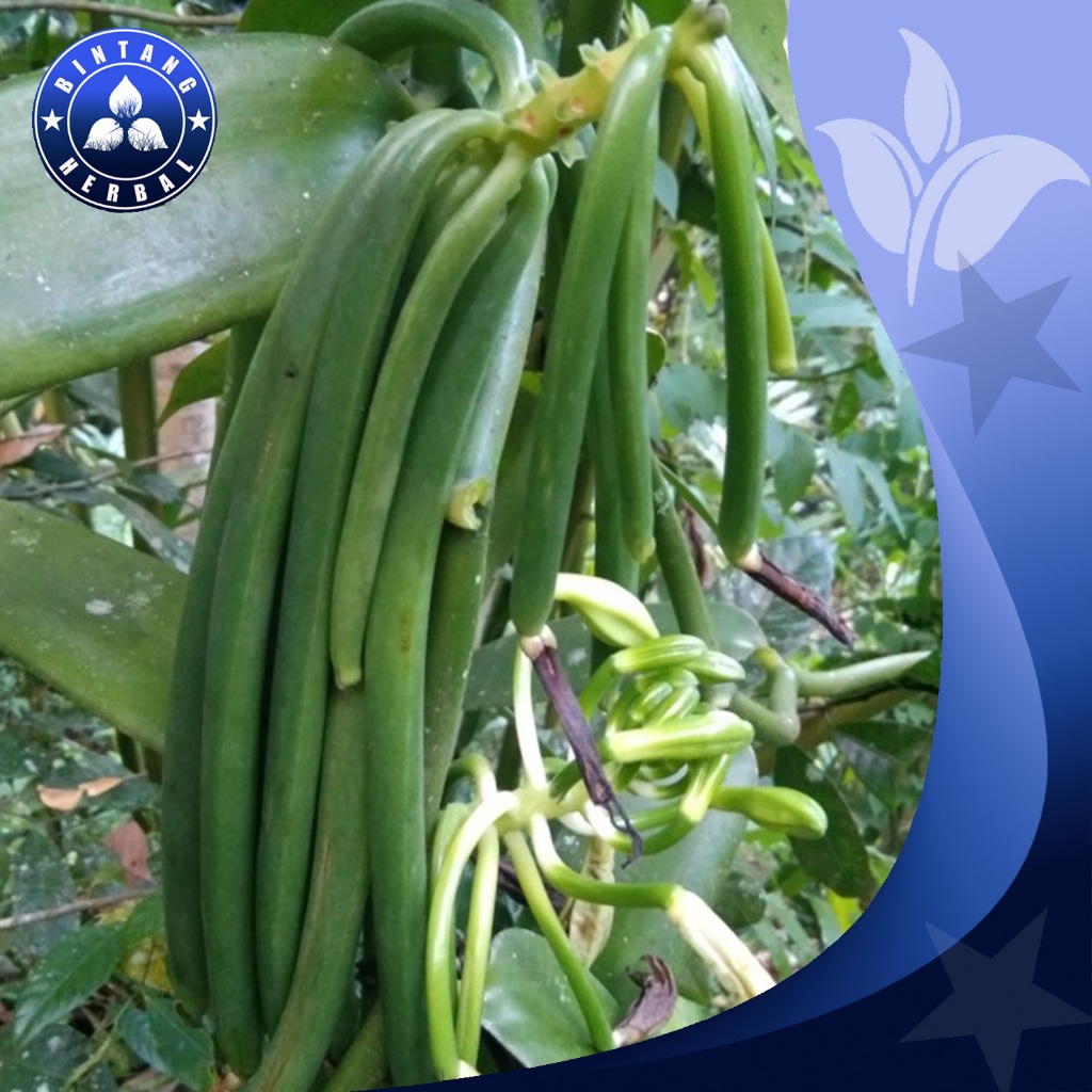Jual buah vanili basah super great A - bintang herbal | Shopee Indonesia
