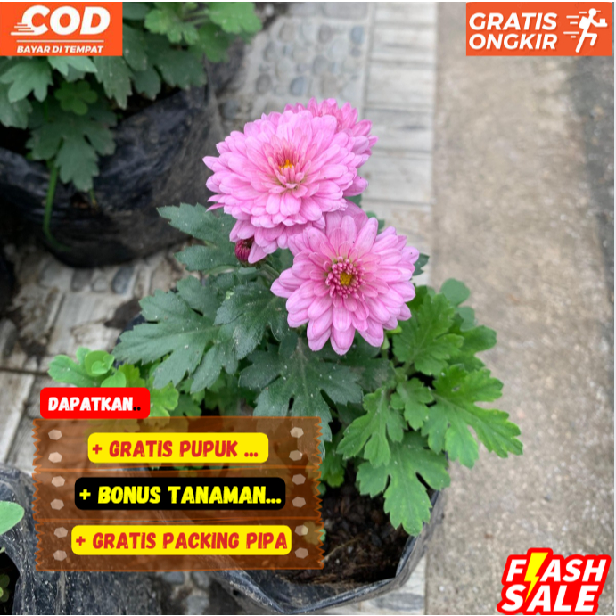 Jual Bibit Bunga KRISAN / Tekwa Tanaman Hias Super Cantik ASLI | Shopee ...