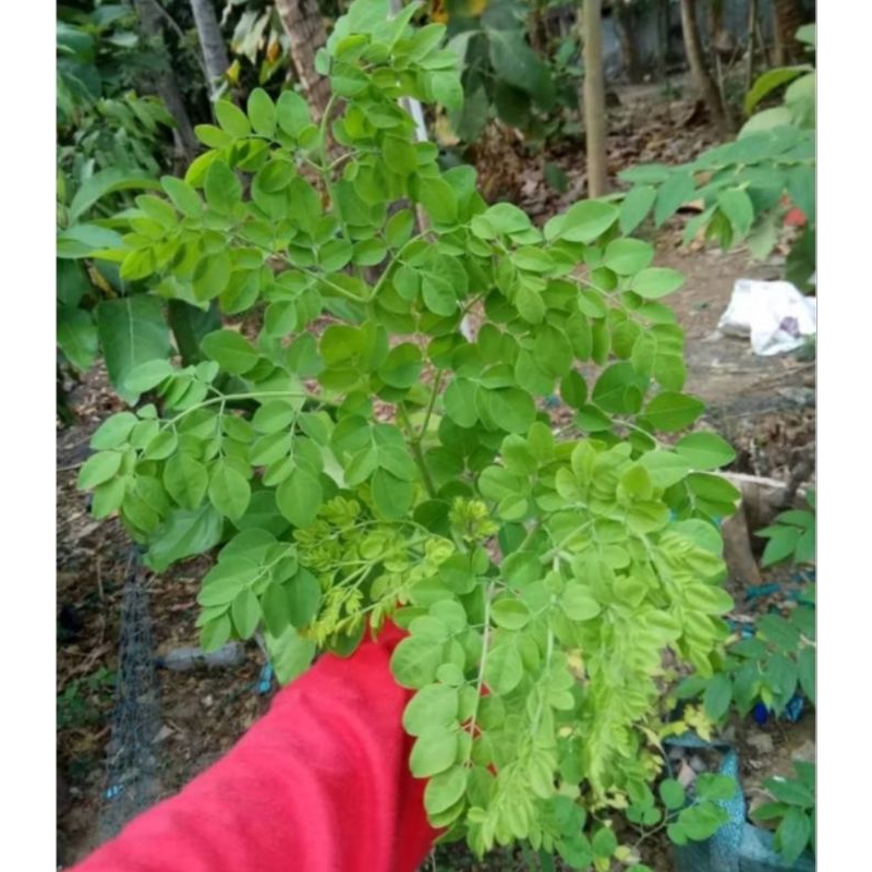 Jual Tanaman Kelor Rimbun / Tanaman Daun Kelor Rimbun | Shopee Indonesia