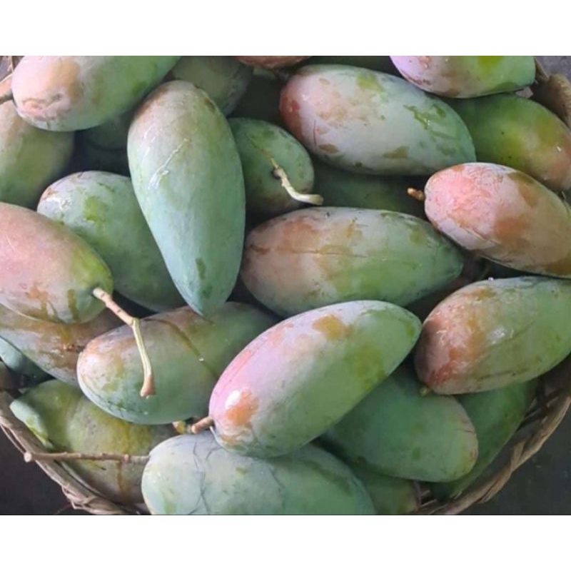 Jual MANGGA KIOJAY THAILAND 600- 700gram 1 Buah | Shopee Indonesia