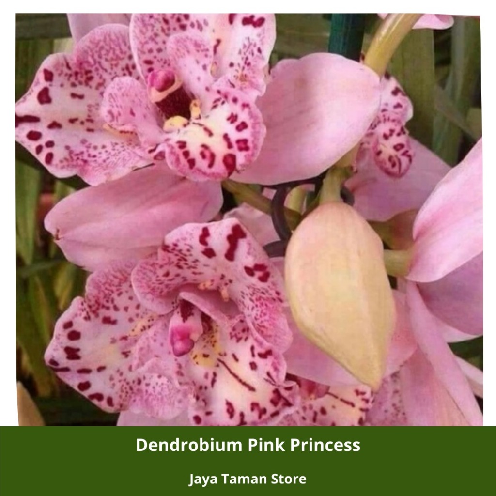 Jual Promo COD!!! Seedling Anggrek Dendrobium Pink Princess - Bibit ...