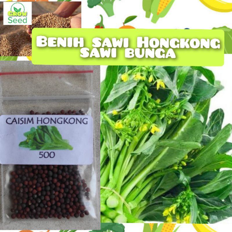 Jual 500 butir biji benih caisim Hongkong/sawi bunga | Shopee Indonesia