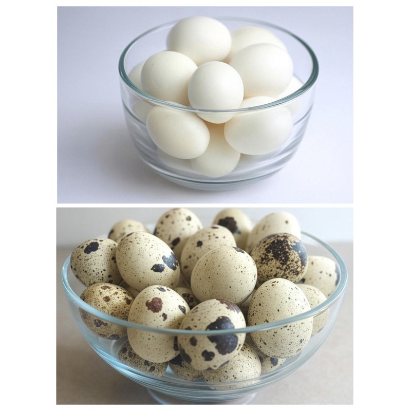 Jual Telur Puyuh Fresh | Telur Puyuh Rebus Papapangan - isi 20 butir ...