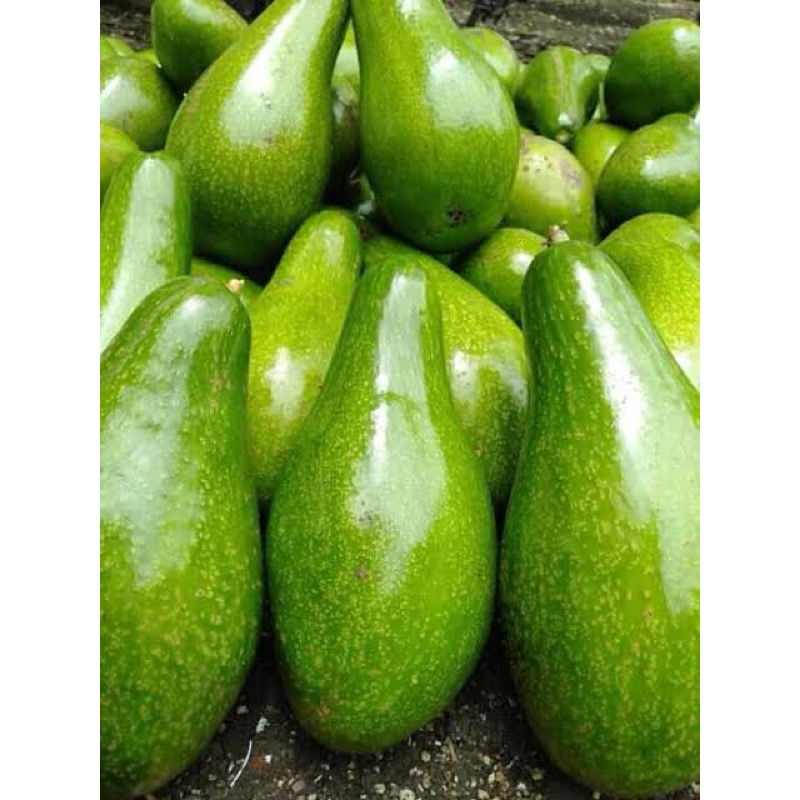 Jual Alpukat aligator mentega jumbo Alpukat tua dari kebun sendiri 1kg ...