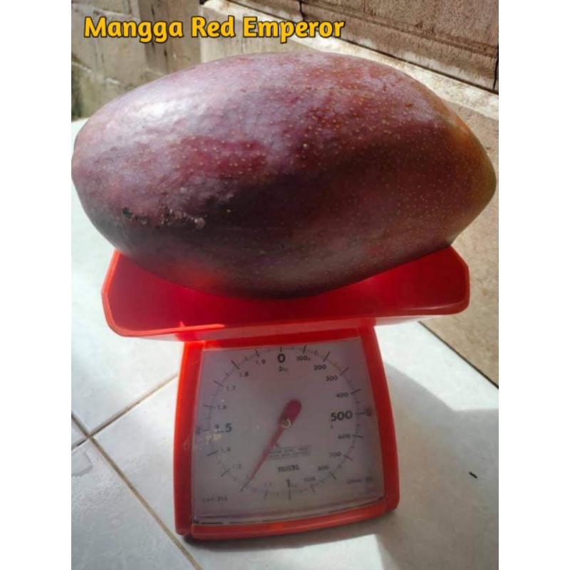Jual Entres Mangga Red Emperor | Shopee Indonesia