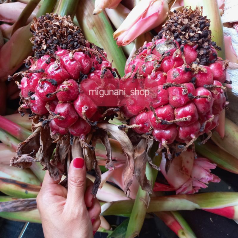 Jual buah honje 1 tangkai buah kecombrang segar organik herbal | Shopee ...