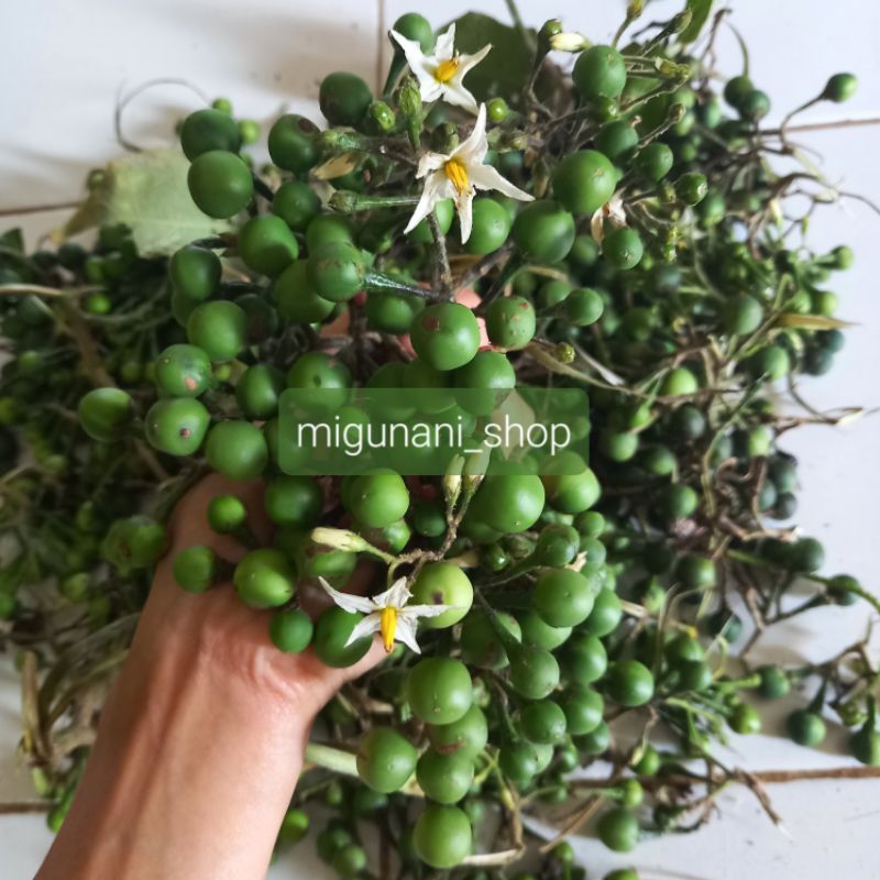 Jual Buah cepokak tekokak 250 gram takokak pokak terong pipit cepimpik ...