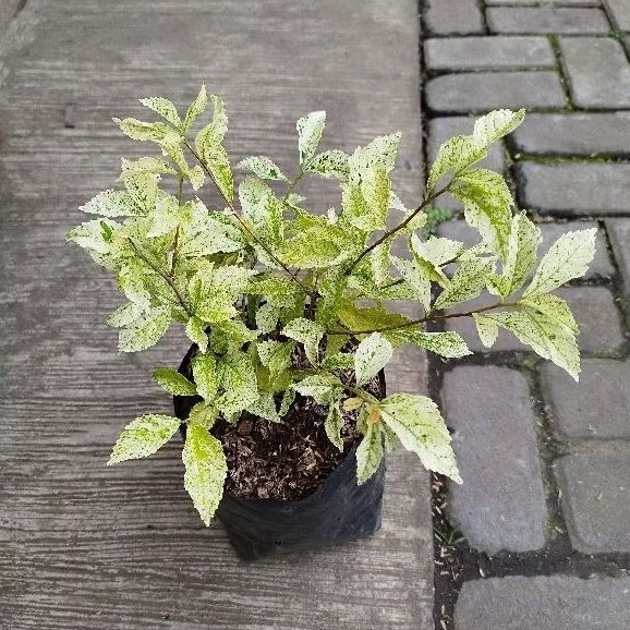 Jual Tanaman Hias Teh Tehan Varigata - Tetean Varigata | Shopee Indonesia