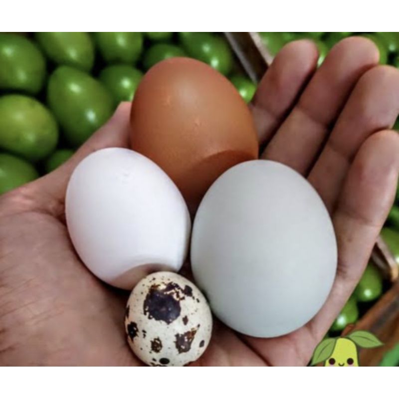 Jual Telur ayam/ Telur puyuh/ Telur bebek/ Telur asin | Shopee Indonesia