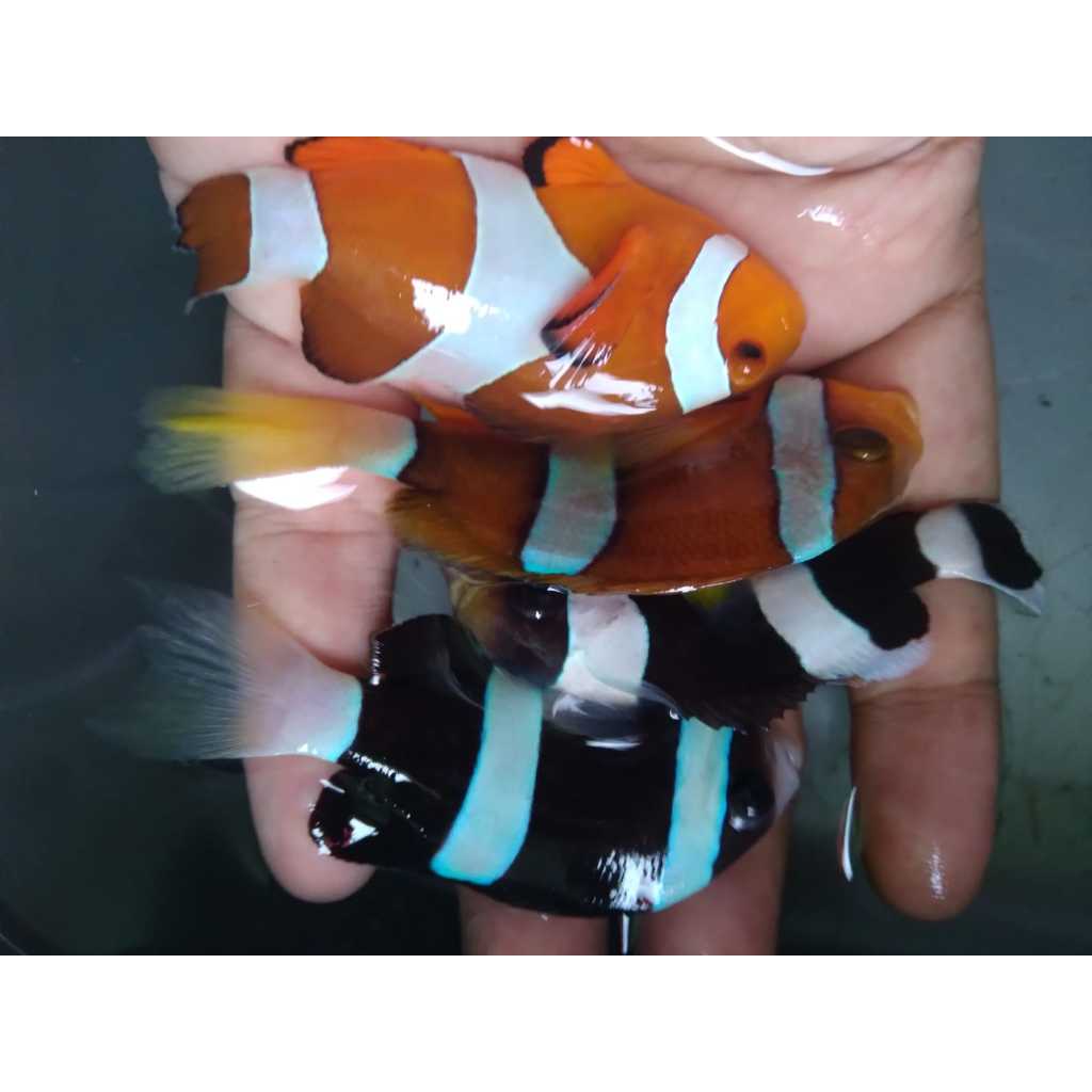 Jual Paket 5 Ekor Berbagai Jenis CLOWN FISH | Shopee Indonesia