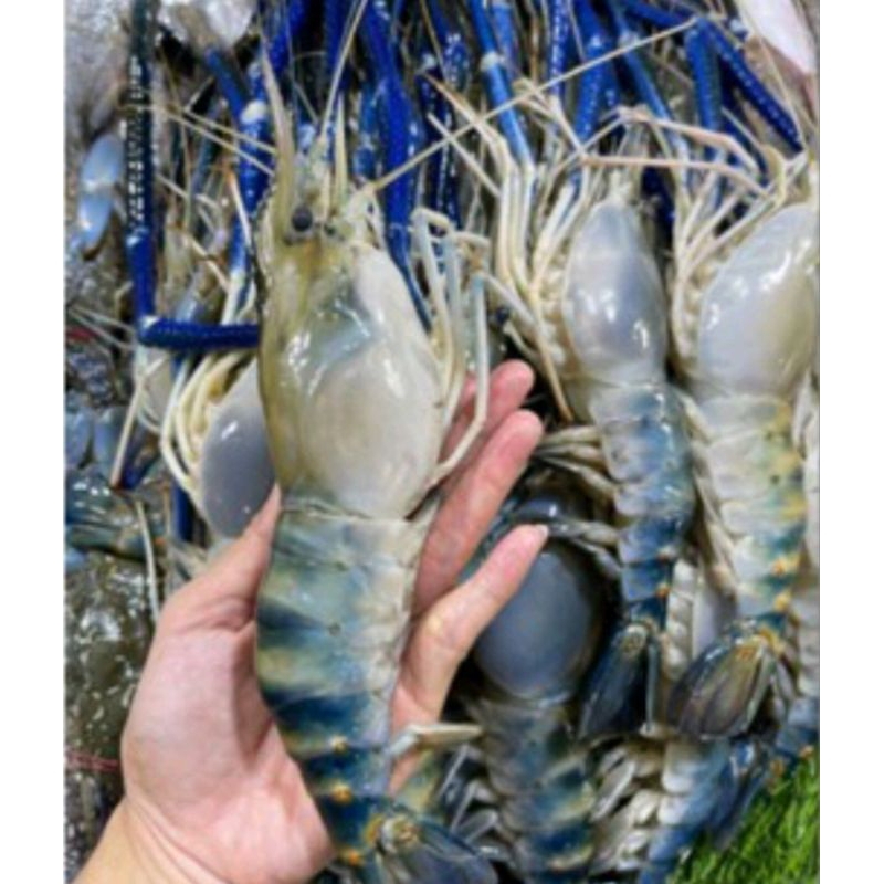 Jual Udang Galah Segar fresh/ Udang galah segar 1kg | Shopee Indonesia