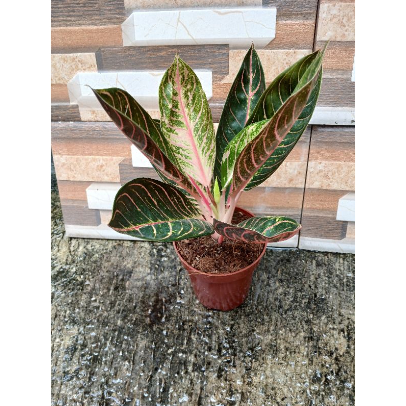 Jual aglonema prait of sumatra (POS) | Shopee Indonesia