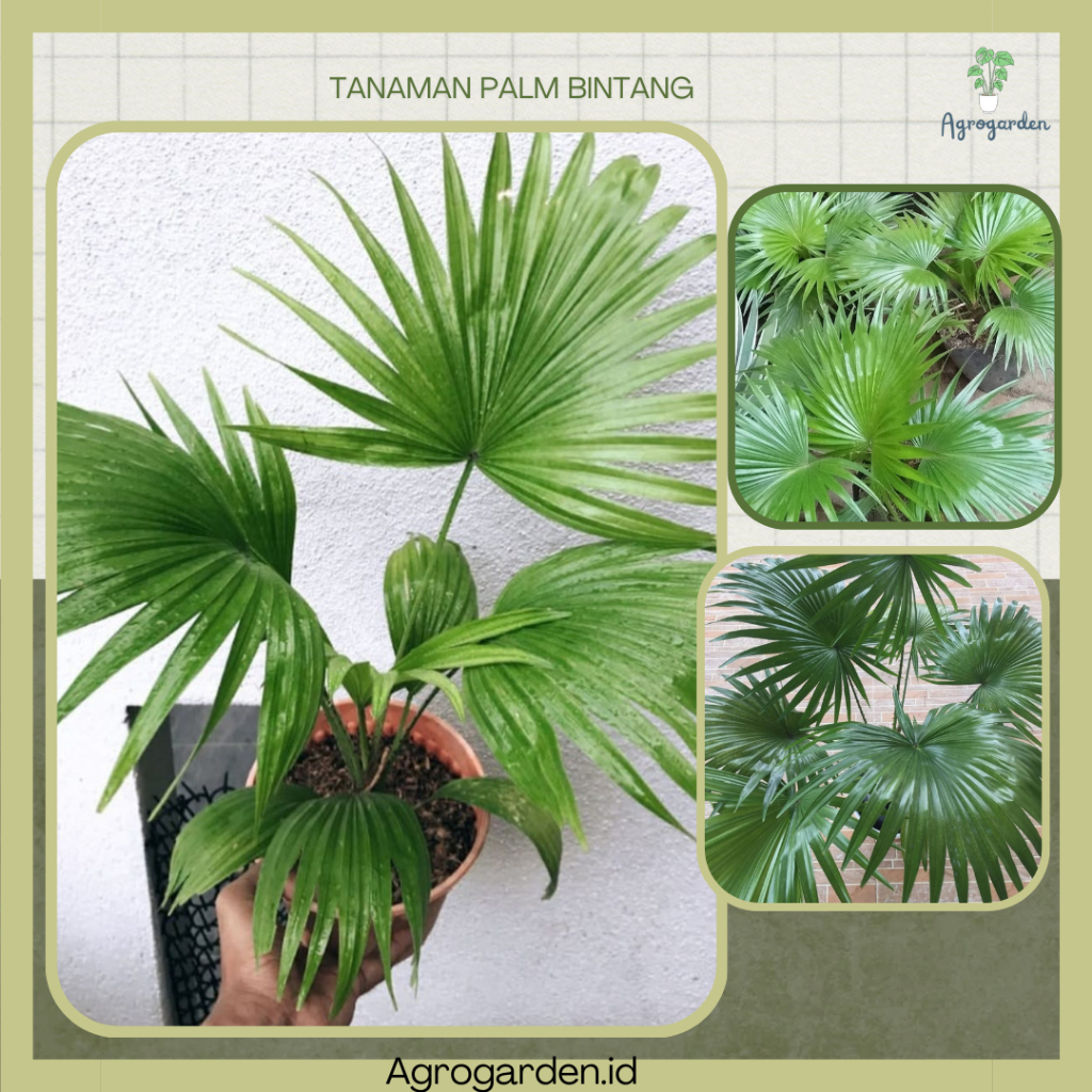 Jual tanaman hias palem sadeng/palem bintang - anaman hias palem sadeng ...