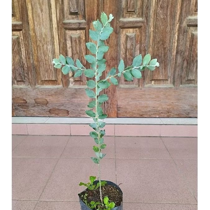 Jual Tanaman Hias Silver Dollar - Bibit Tanaman Daun Memusa - Tanaman ...