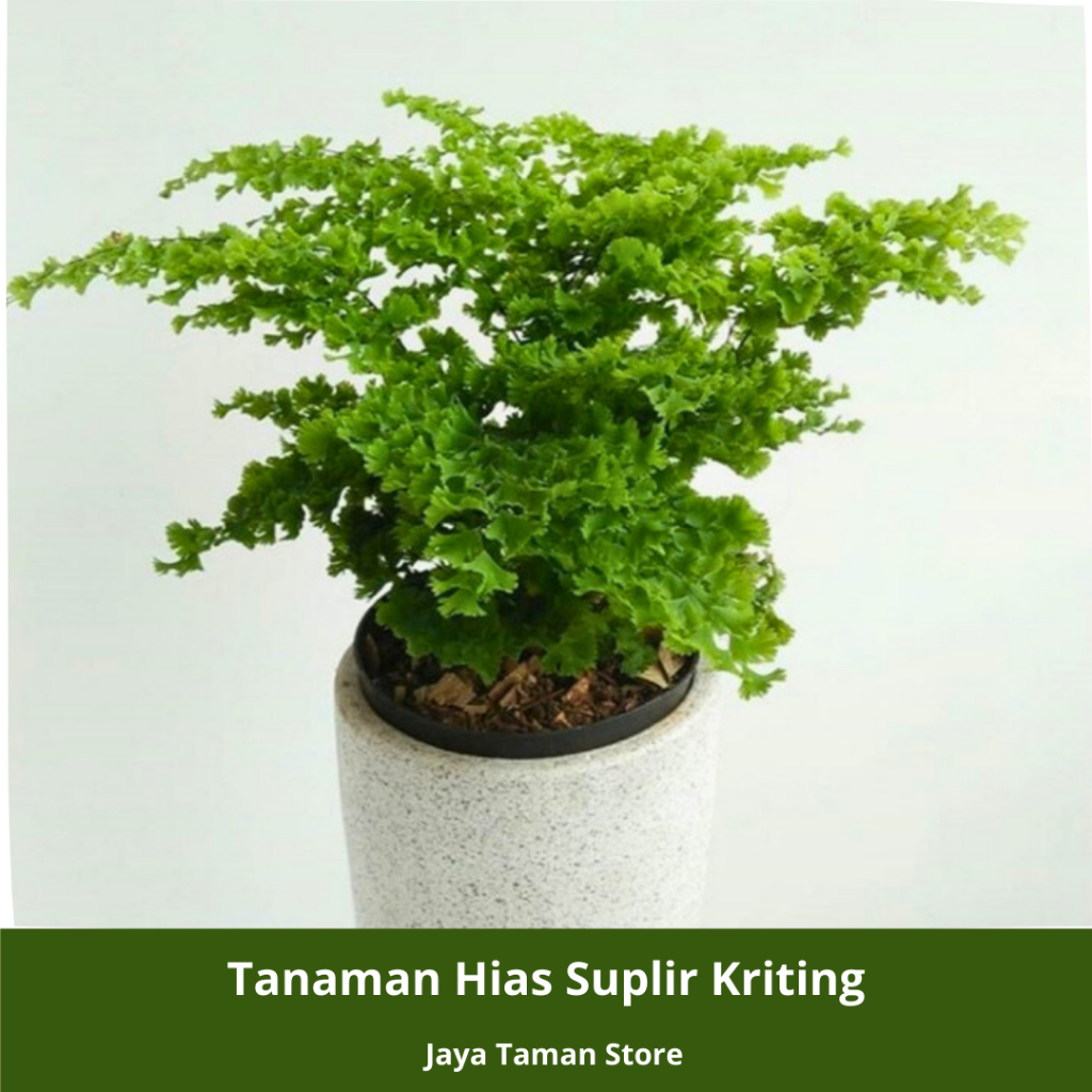 Jual Promo COD!!! Tanaman Hias Suplir Kriting Rimbun Tanaman Hidup ...