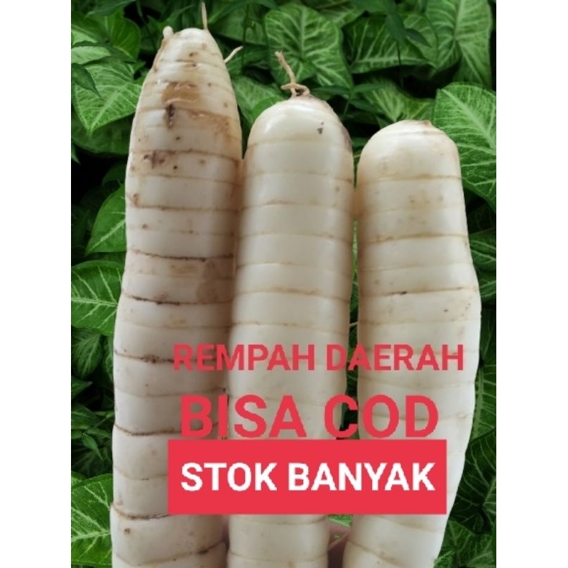 Jual Umbi garut segar 500 gr (BISA COD) obat asam lambung | Shopee ...