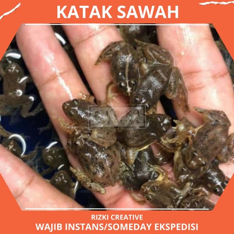 Jual Katak Kodok Sawah Pakan Alami Ikan Predator [isi 50ekor] | Shopee ...