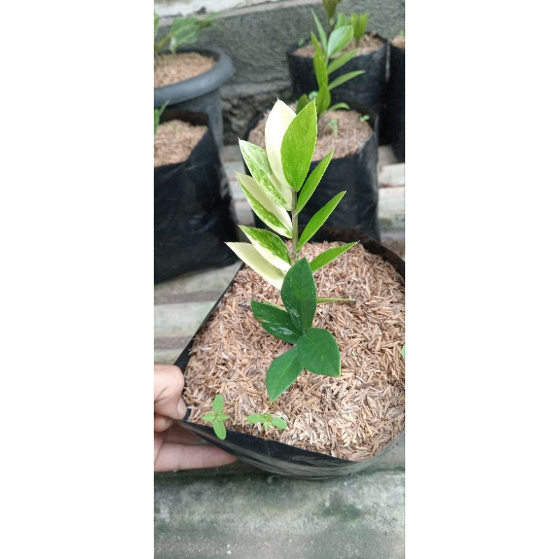 Jual zamio varigata | Shopee Indonesia