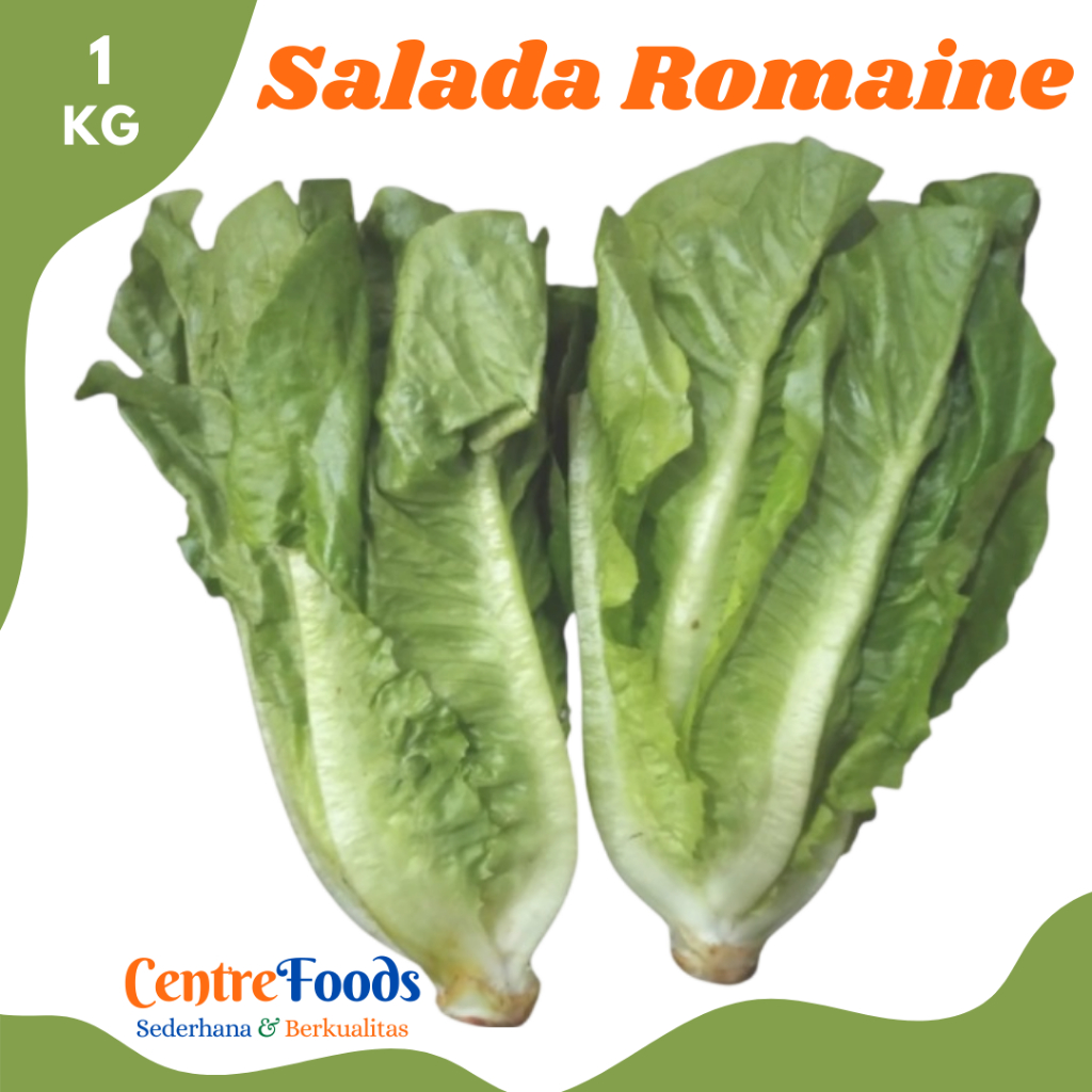Jual SALADA Romen - Selada Romaine Lettuce Fresh | 1.000gr [ Harga Per KG ] | Shopee Indonesia