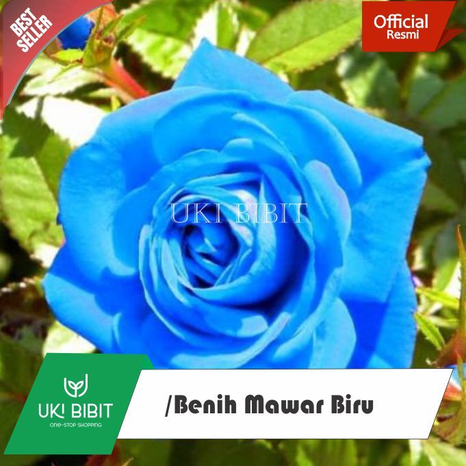 Jual ( 10 Butir ) Benih Biji Bunga Mawar Biru | Shopee Indonesia