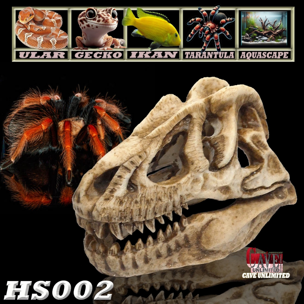 Jual HS002 HIDING SKULL TYRANNOSAURUS T-REX TENGKORAK DINOSAURUS ...