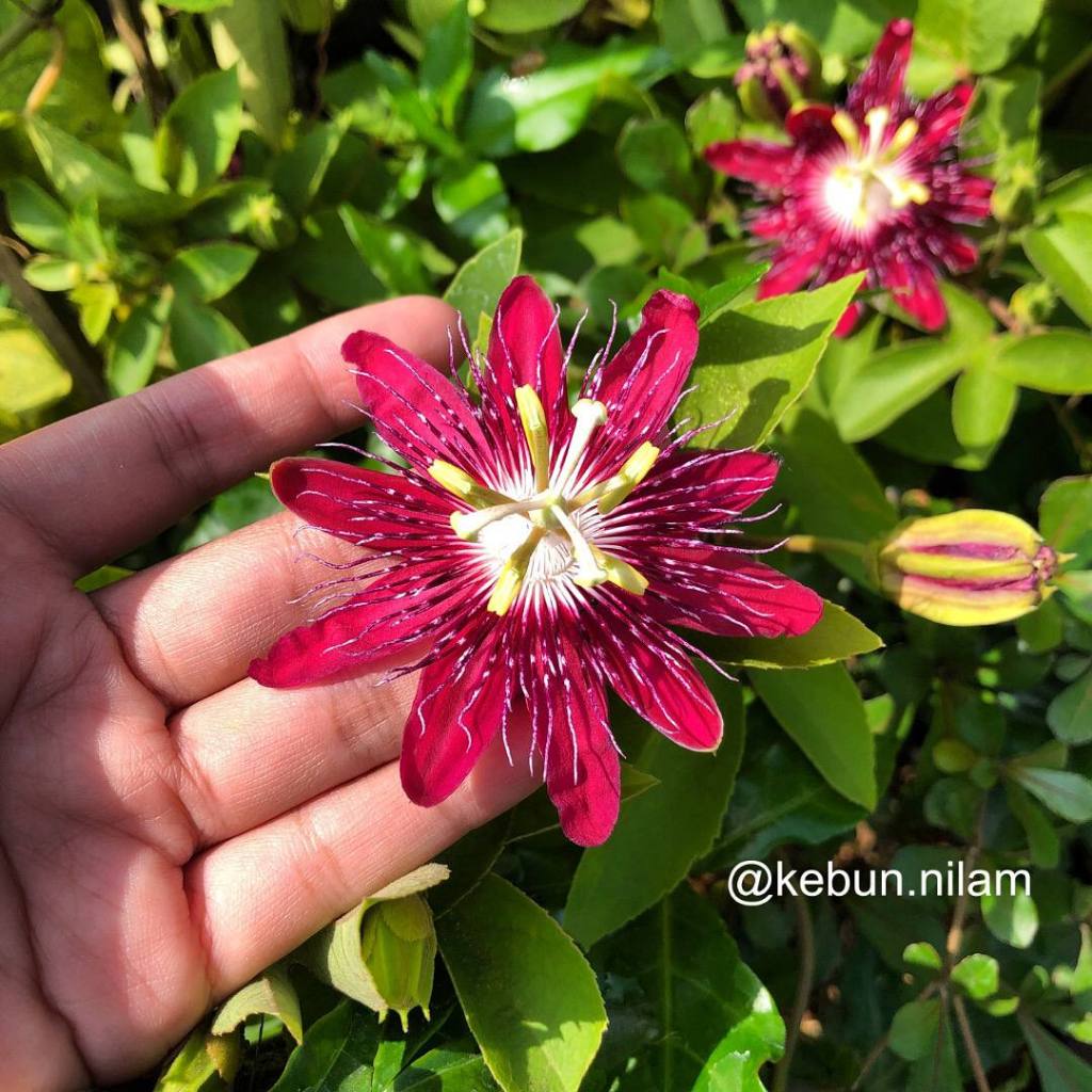 Jual Tanaman passiflora victoria size indukan | kuat panas | rajin ...