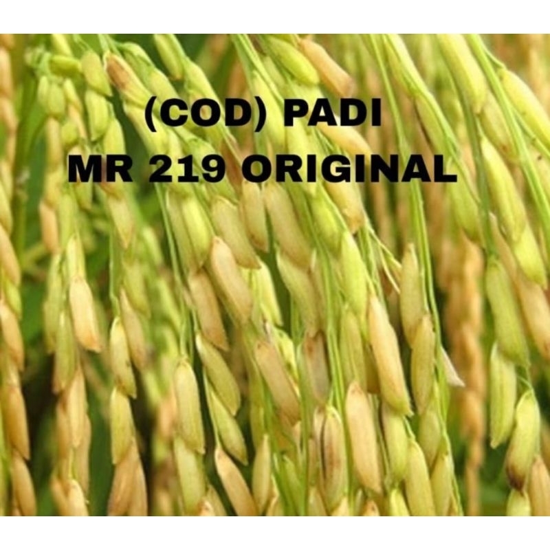 Jual BENIH PADI MR 219 ORIGINAL KUALITAS SUPER UNGGUL KEMASAN 1KG ...