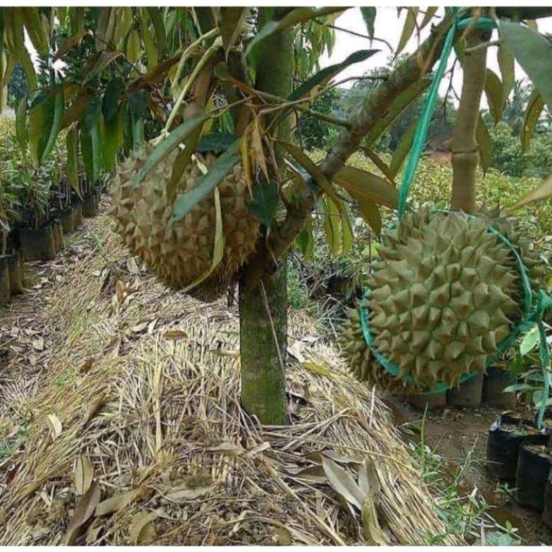 Jual Bibit Durian Bawor Unggul Tinggi 1 Meter | Shopee Indonesia
