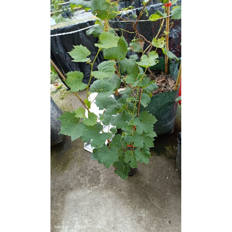 Jual Bibit 1 pohon. 2jenis anggur Tamaki dan donesky | Shopee Indonesia