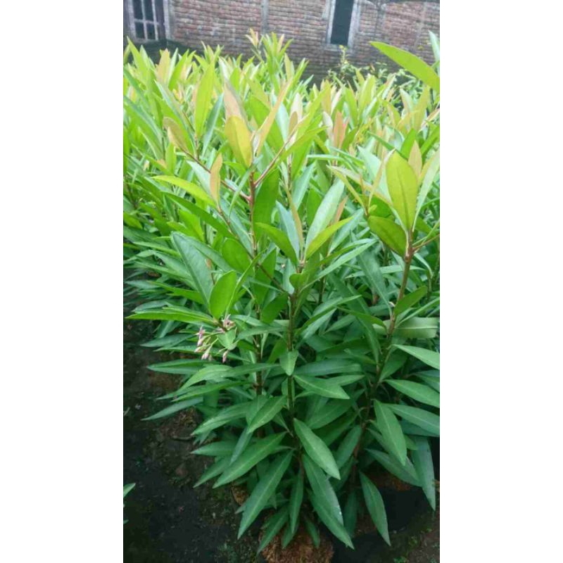 Jual bibit lempeni/lampeni herbal banyak manfaat siap tanam | Shopee ...