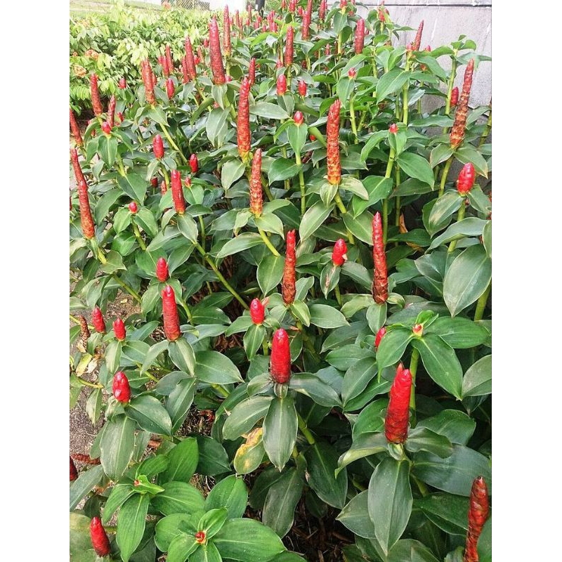 Jual Tanaman Hias Pacing Pentul Merah - Pohon Pacing Bunga Merah ...