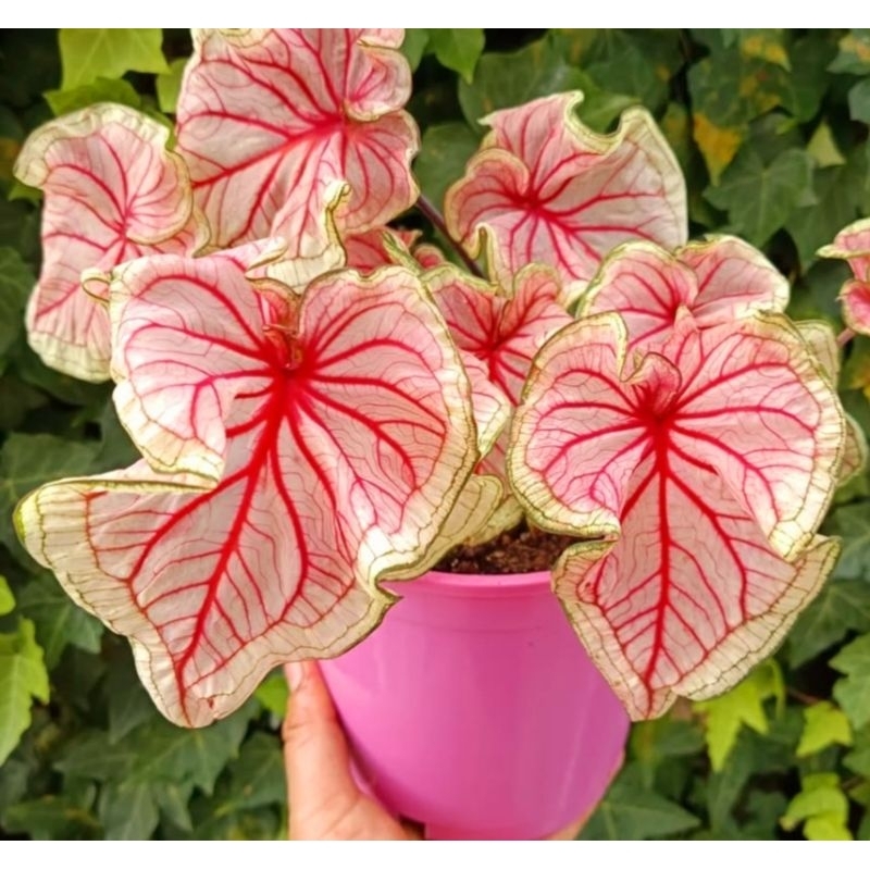 Jual ( BISA COD ) Caladium Pink Pixy Keladi Hias Pink Pixy Tanaman Hias ...