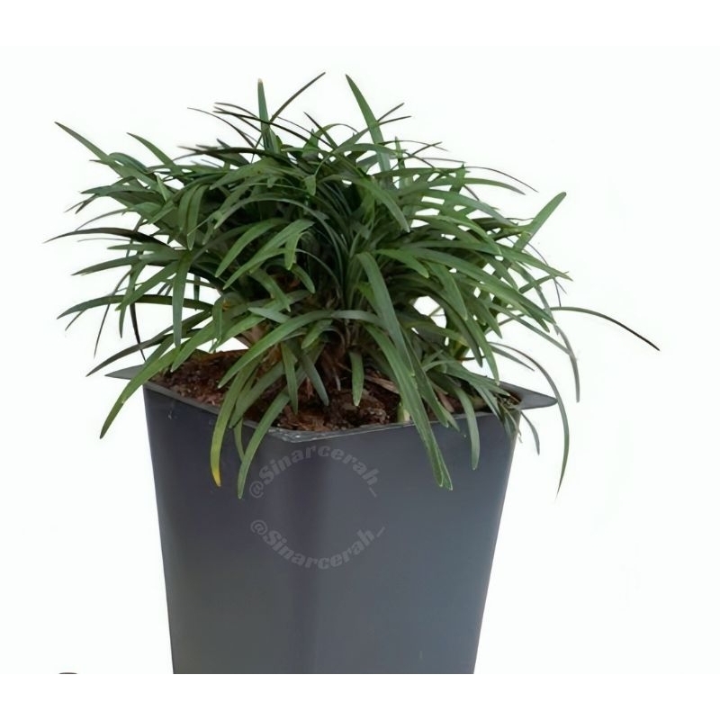 Jual Tanaman Hias Kucai Mini/Rumput kucai mini-Ophiopogon Japonicus ...
