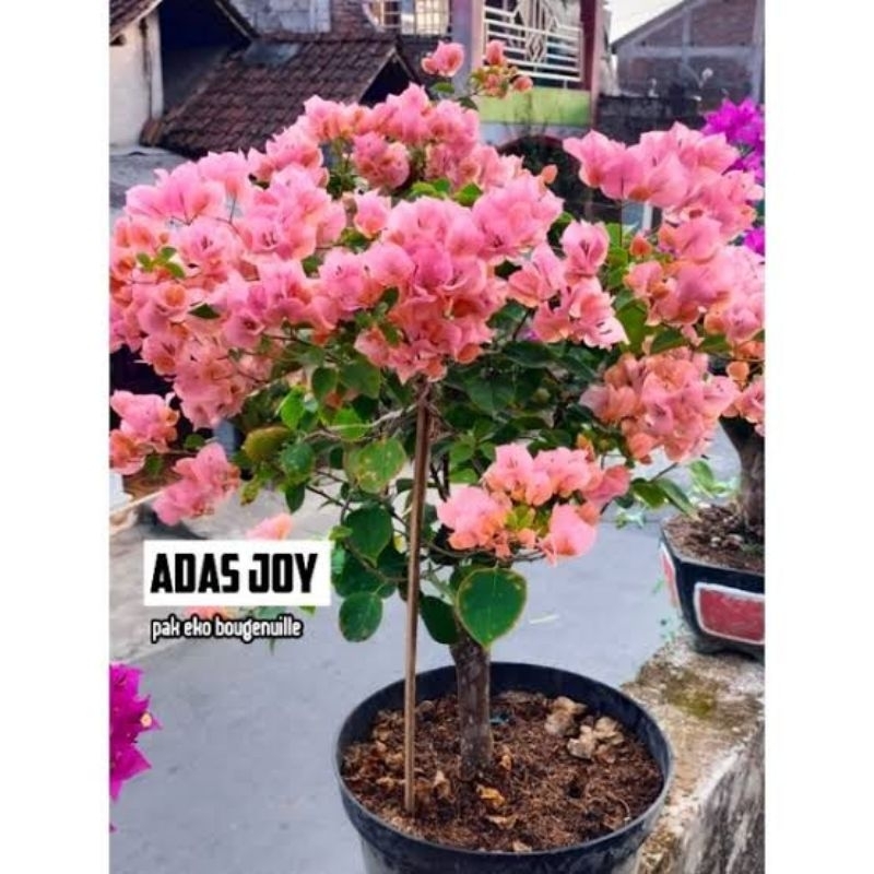 Jual Tanaman Bougenville Adas Joy - Bibit bunga Bougenville Adas Joy ...