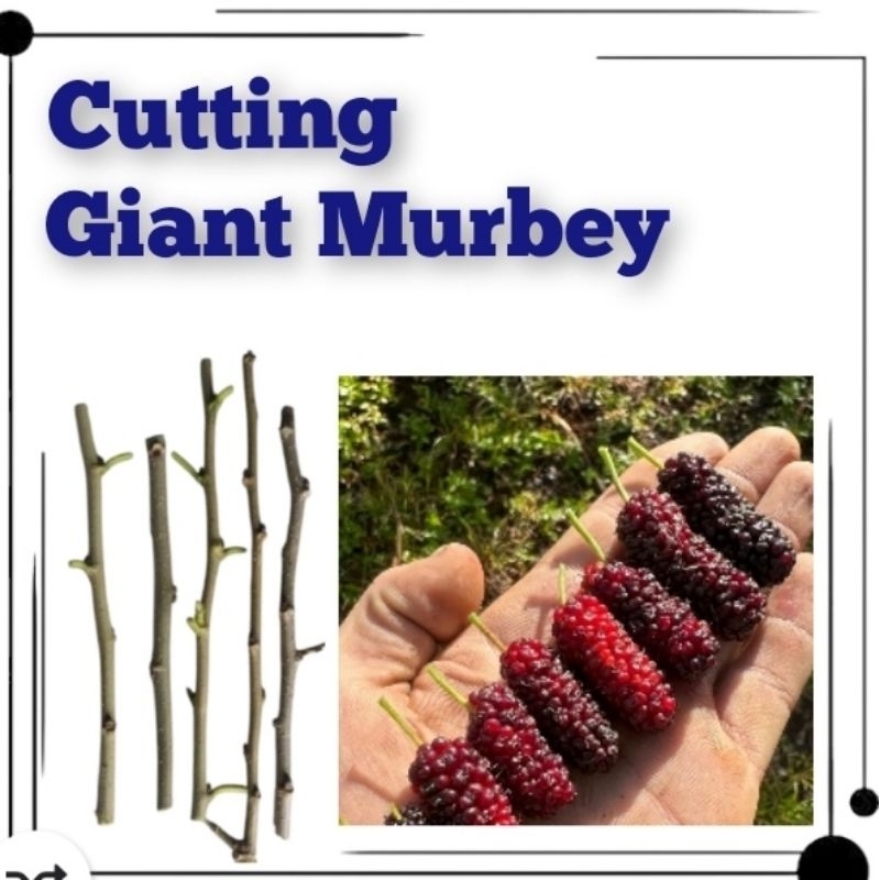 Jual Tanaman Buah MURBEI JUMBO - Murbei Giant - Cutting | Shopee Indonesia