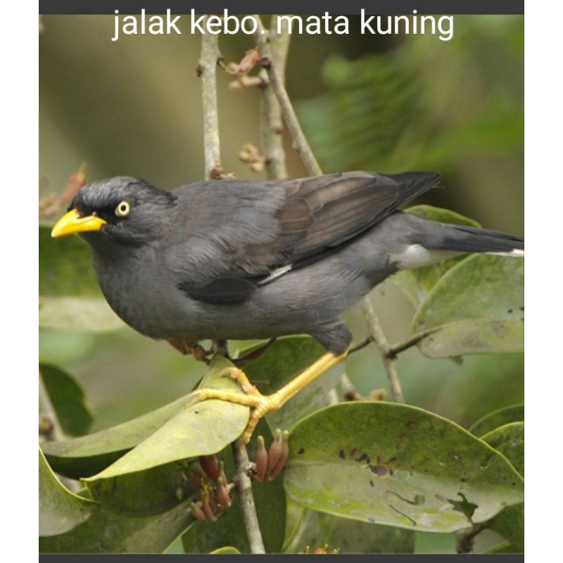 Jual Jalak Kebo Mata Kuning makan voer | Shopee Indonesia