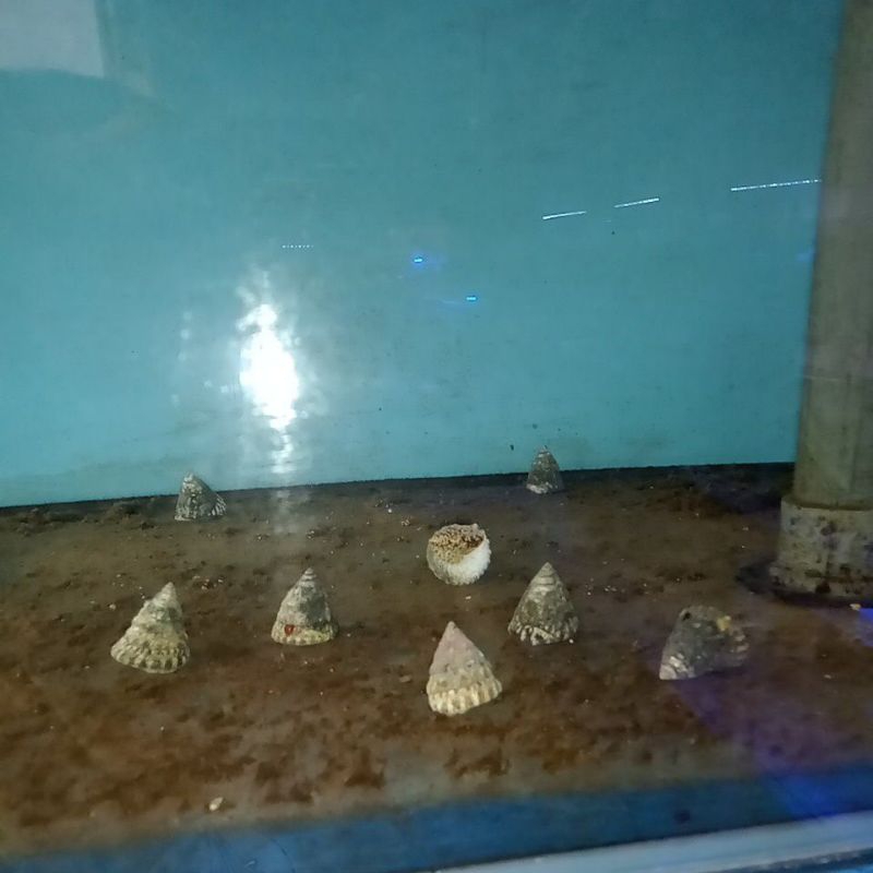 Jual KEONG TURBO (CLEANING CREW) | Shopee Indonesia