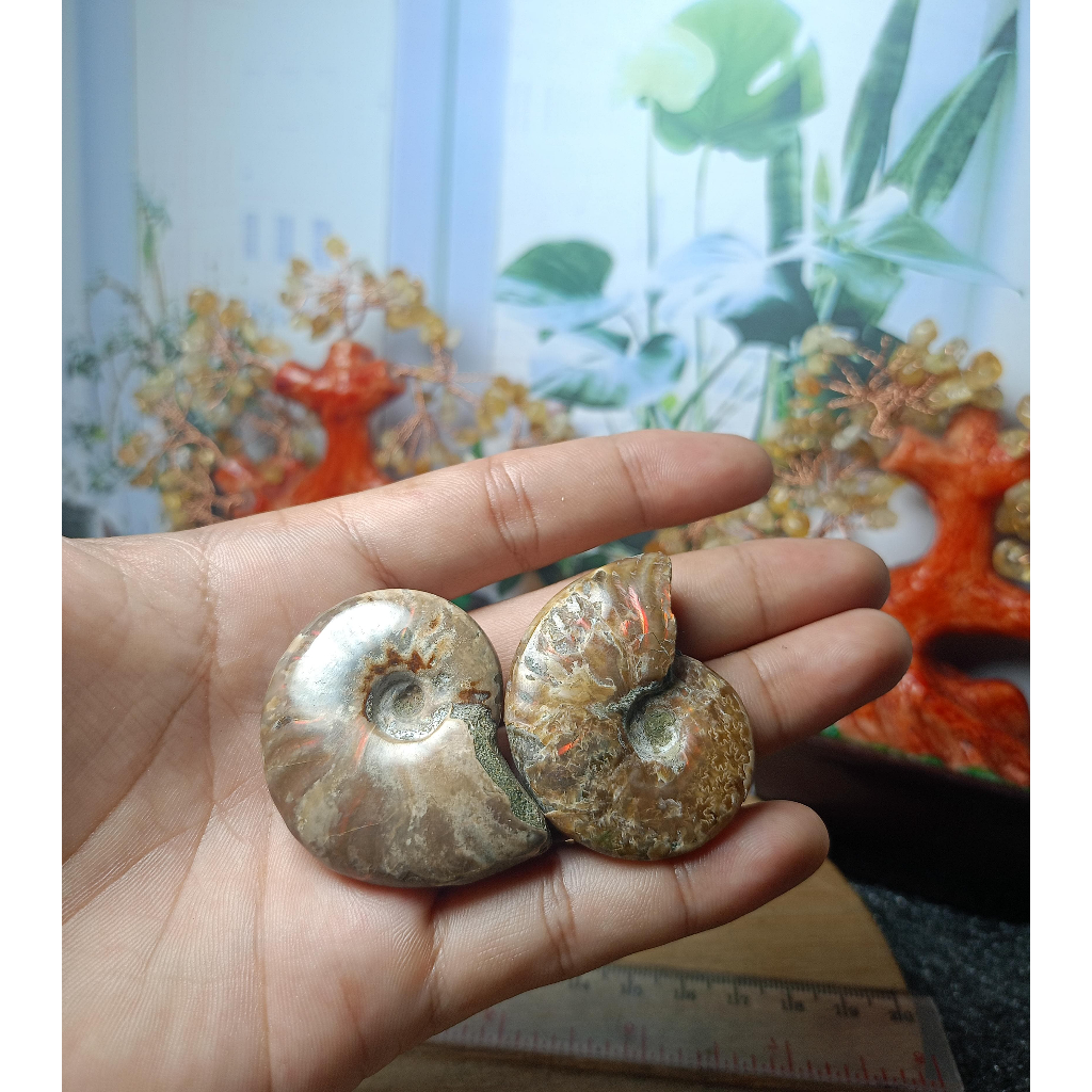 Jual Batu Natural Fossil Keong Rainbow Top Grade Paket (4) | Shopee ...