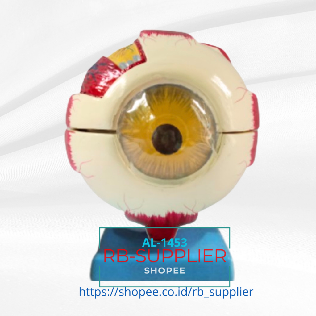 Jual Model Mata Anatomi-Manekin Mata Bulat-Torso Mata Manusia-Alat ...
