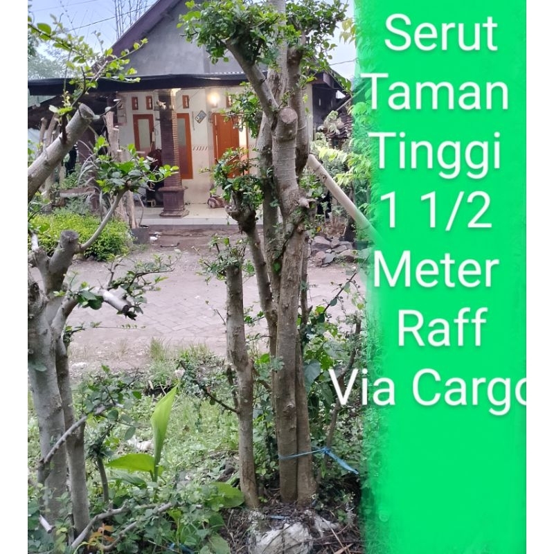 Jual Bonsai Serut Taman Raff Tinggi 1 1/2 Meter | Shopee Indonesia