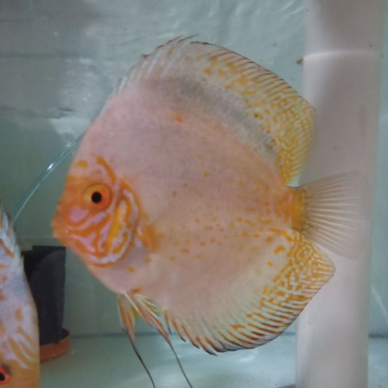 Jual Discus white butterfly/ white Scorpion/ hiasan aquarium Discus ...