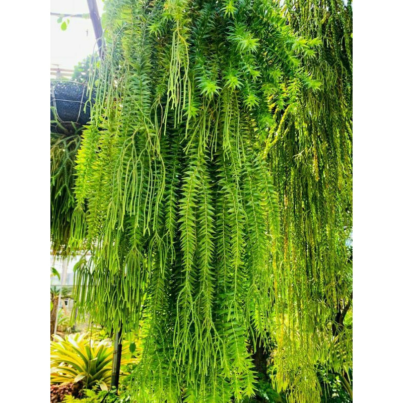 Jual Tanaman Hias Pakis Huperzia | Shopee Indonesia