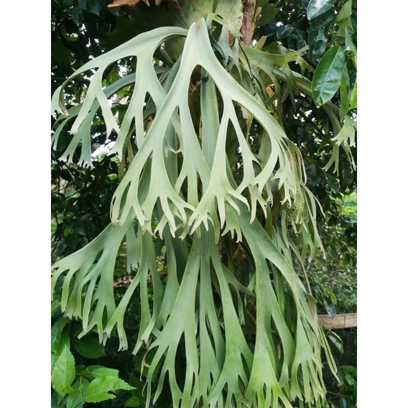 Jual BIBIT TANAMAN HIAS TANDUK RUSA WILINCKII UNTUK DEKORASI TAMAN ...