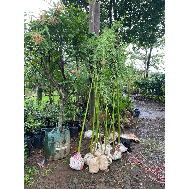 Jual Tanaman solobium atau pakis brazil ukuran 1 - 3 meter | Shopee ...