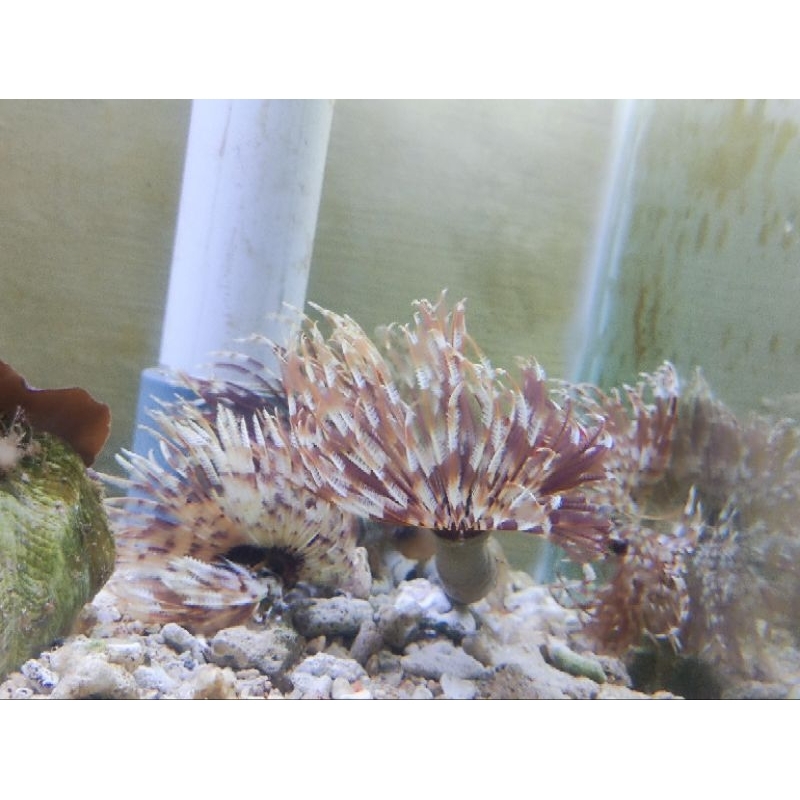 Jual cacing kelapa cacing koker laut | Shopee Indonesia