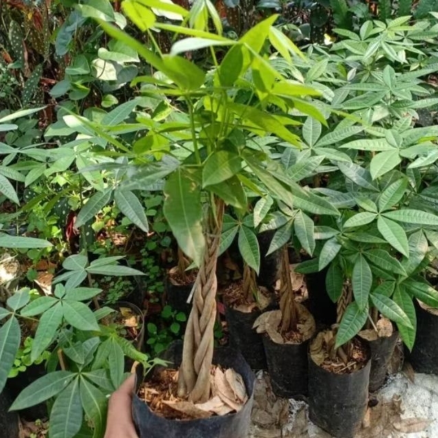 Jual Tanaman hias Pacira Kepang 9 / Tanaman Kepang 9 Pacira | Shopee ...